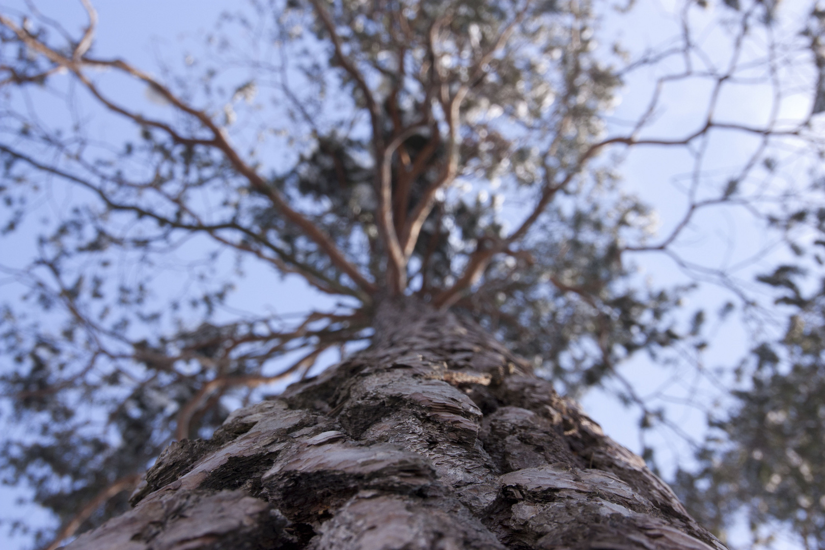Arbe Foto & Bild | pflanzen, pilze & flechten, bäume, baumrinden ...