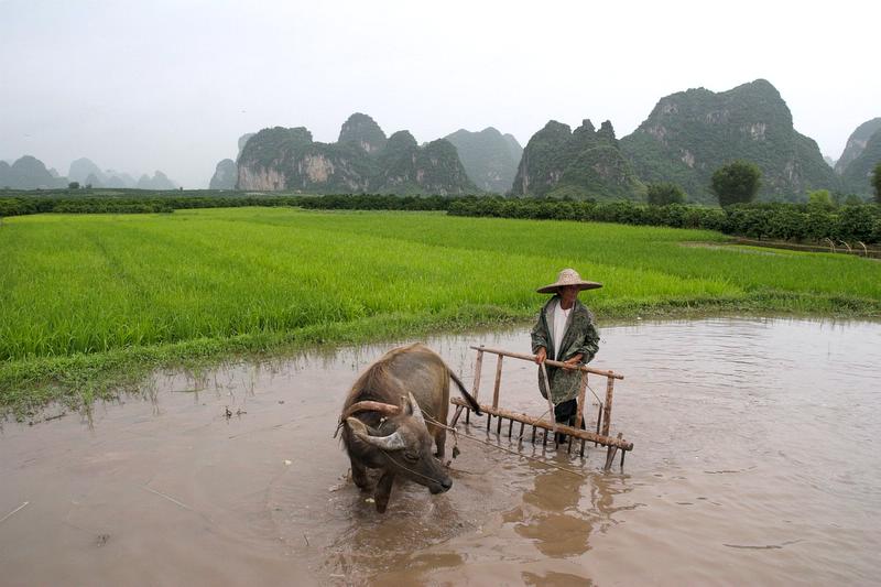 Arbeit auf dem Reisfeld Foto & Bild | asia, china, east asia Bilder auf ...