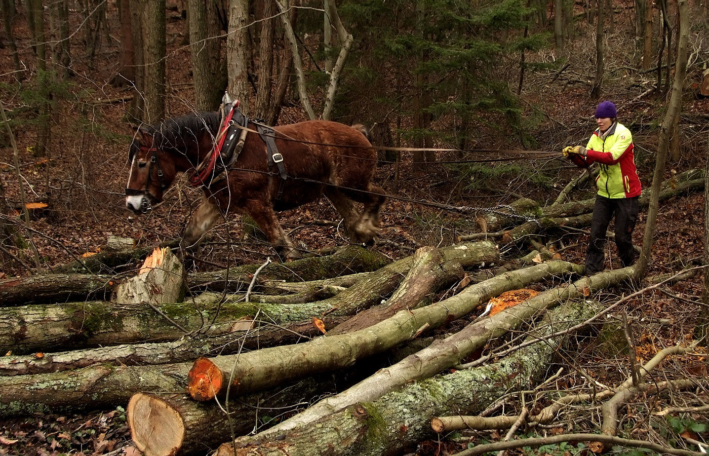 Arbeitspferde sind modernste Zuggeräte ... Foto & Bild | tiere ...