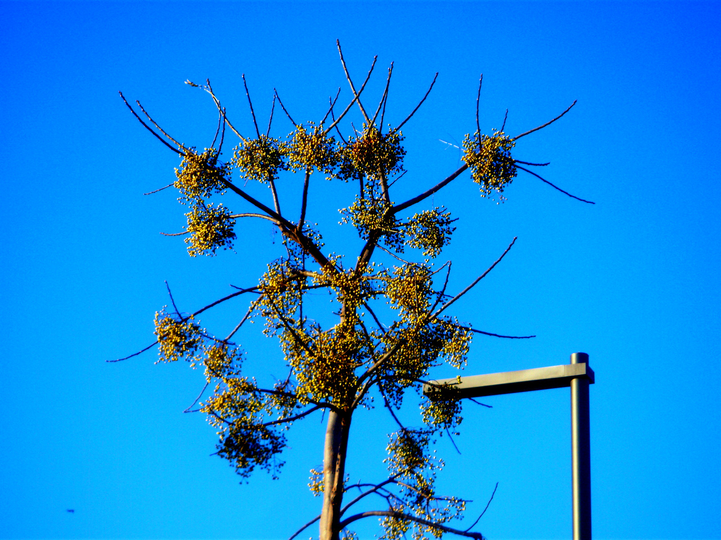 ARBOL CON SUS SEMILLAS Imagen & Foto | plantas, Árboles, naturaleza ...