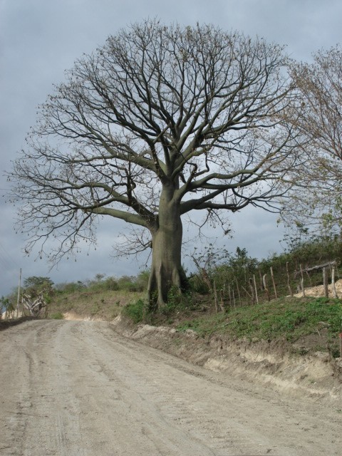 Arbol de Ceibo Imagen & Foto | plantas, Árboles, naturaleza Fotos de ...