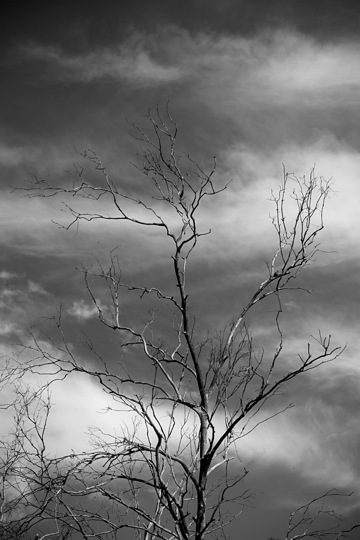 Arbol seco. Imagen & Foto | paisajes, naturaleza Fotos de fotocommunity