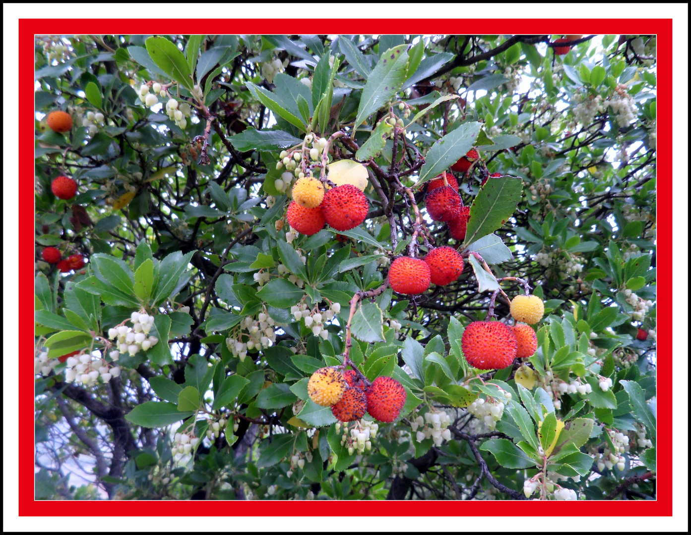 Arbouses photo et image | les fruits, nature Images fotocommunity