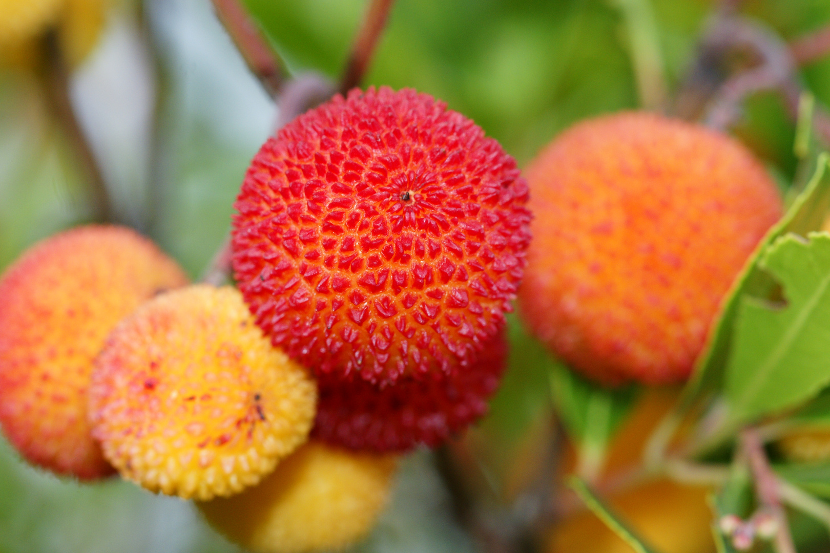Arbouses photo et image | les fruits, nature Images fotocommunity