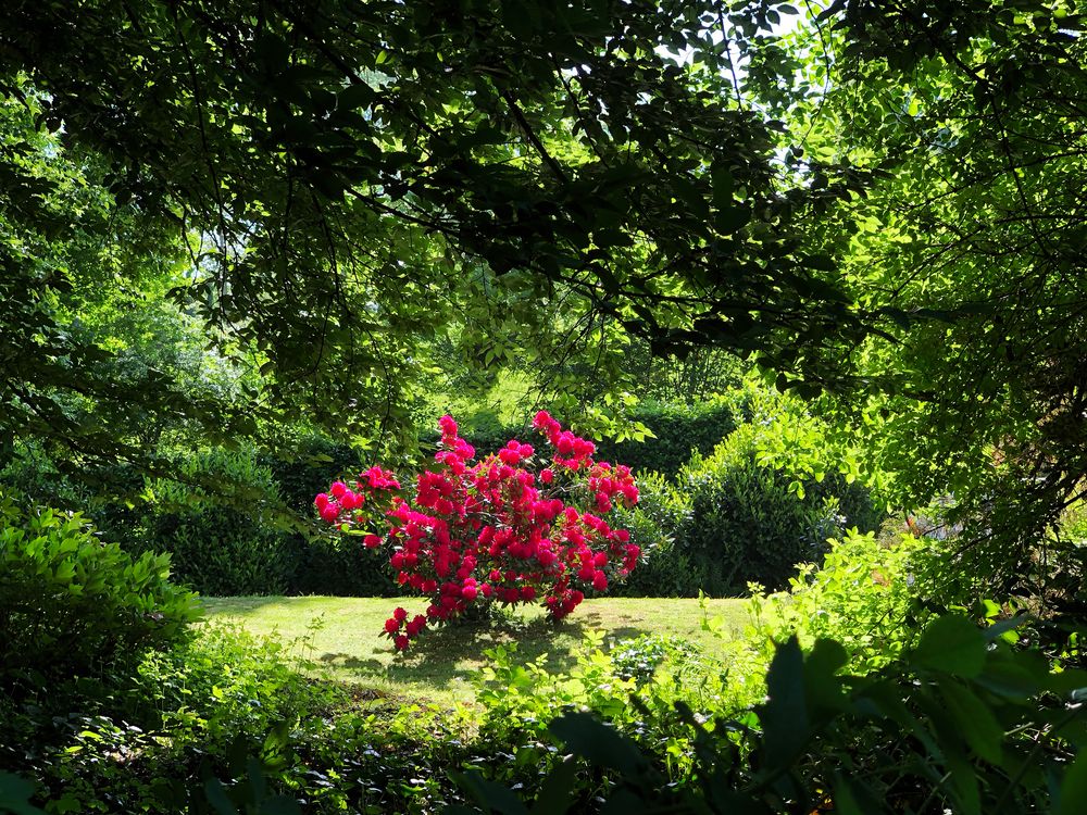 Arbre à roses photo et image | arbres, nature Images fotocommunity