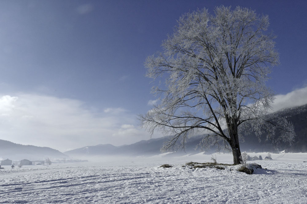 Arbre enneigé photo et image | archives des concours, concours : la ...