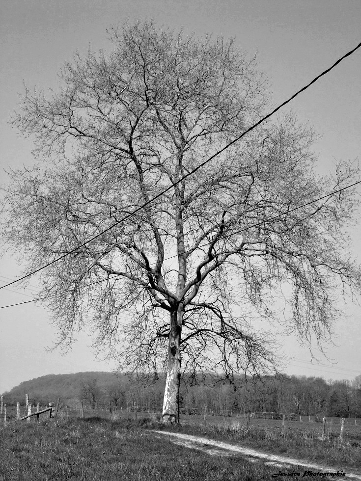 Arbre noir et blanc photo et image | arbres, animaux et nature, nature ...