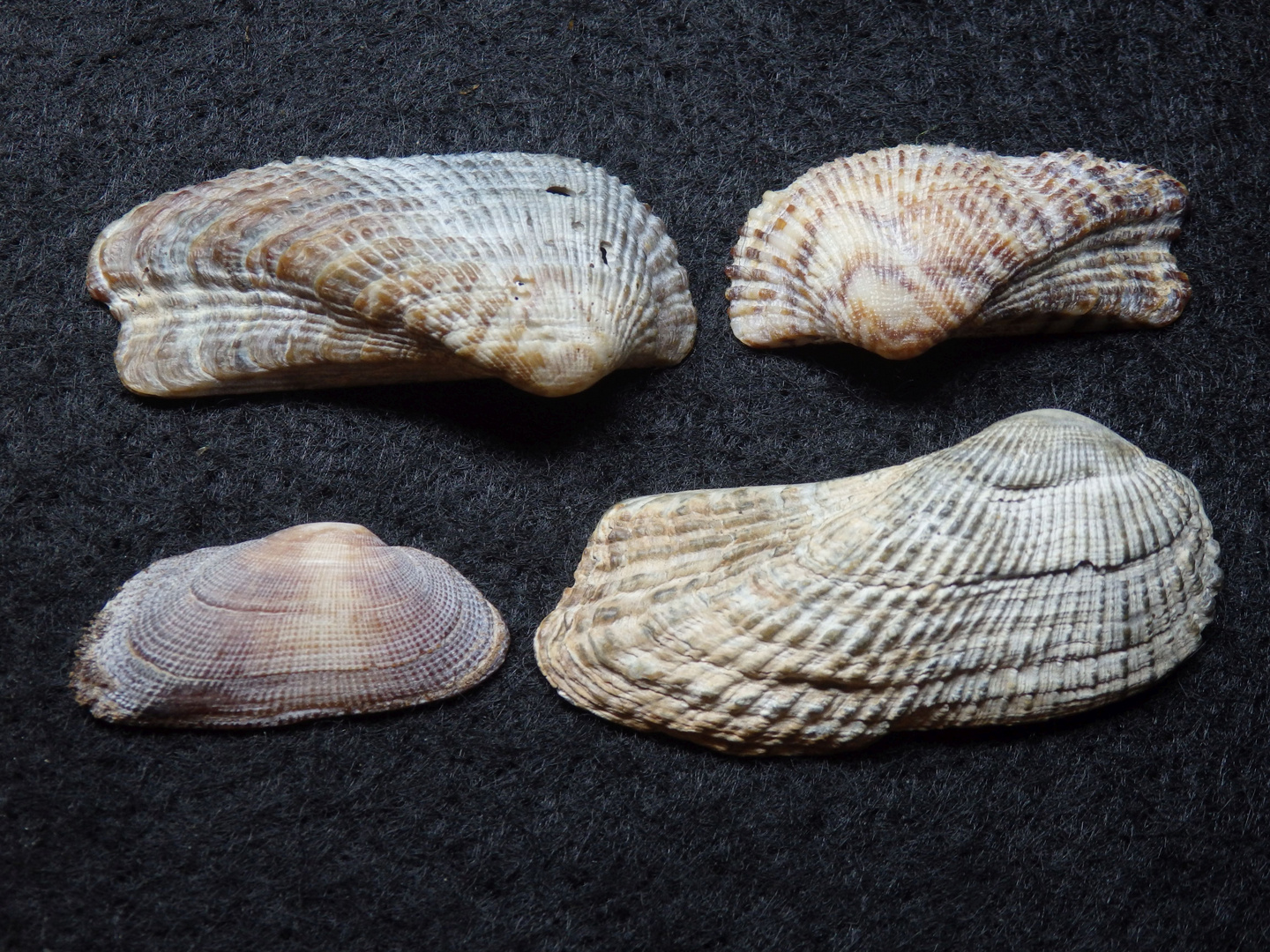 Arche Noah-Muschel (Arca noae) Foto & Bild | tiere, wildlife, sonstiges ...