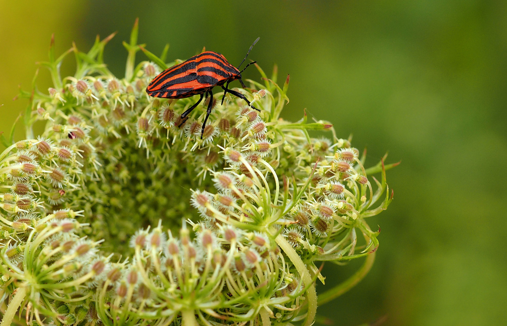 Archiv Wanze ... Foto & Bild | fotos, makro, natur Bilder auf fotocommunity