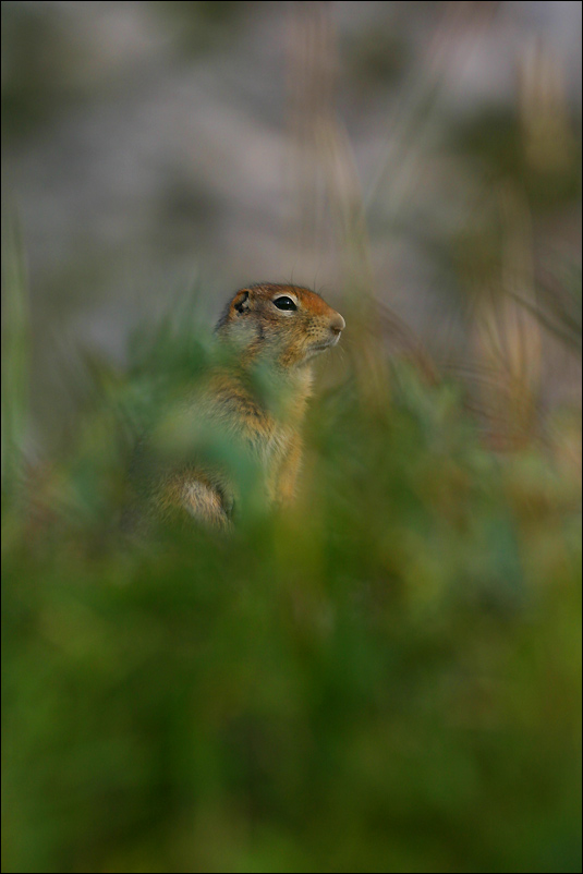 Arctic Ground Squirrel - I Foto & Bild | tiere, wildlife, säugetiere ...