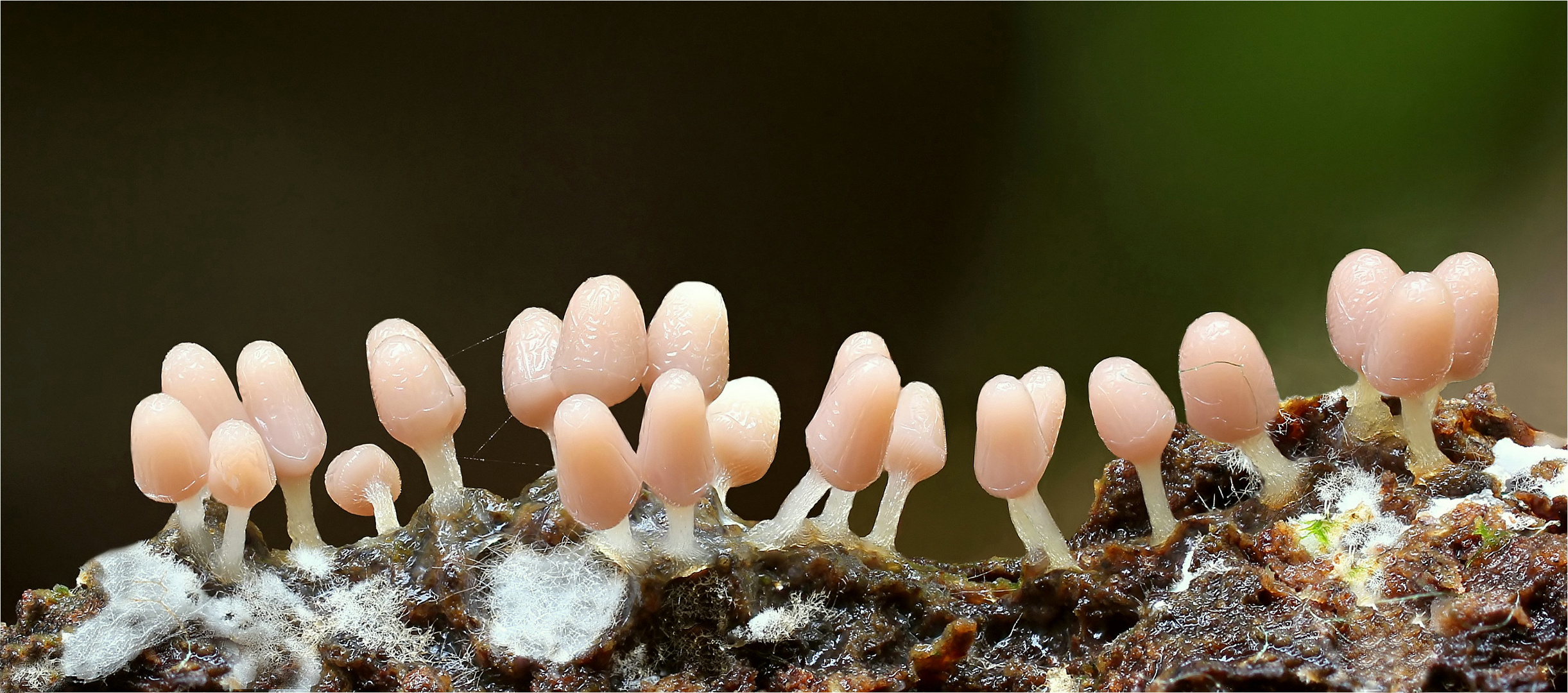Arcyria affinis Foto & Bild | myxomyceten, makro, natur Bilder auf ...