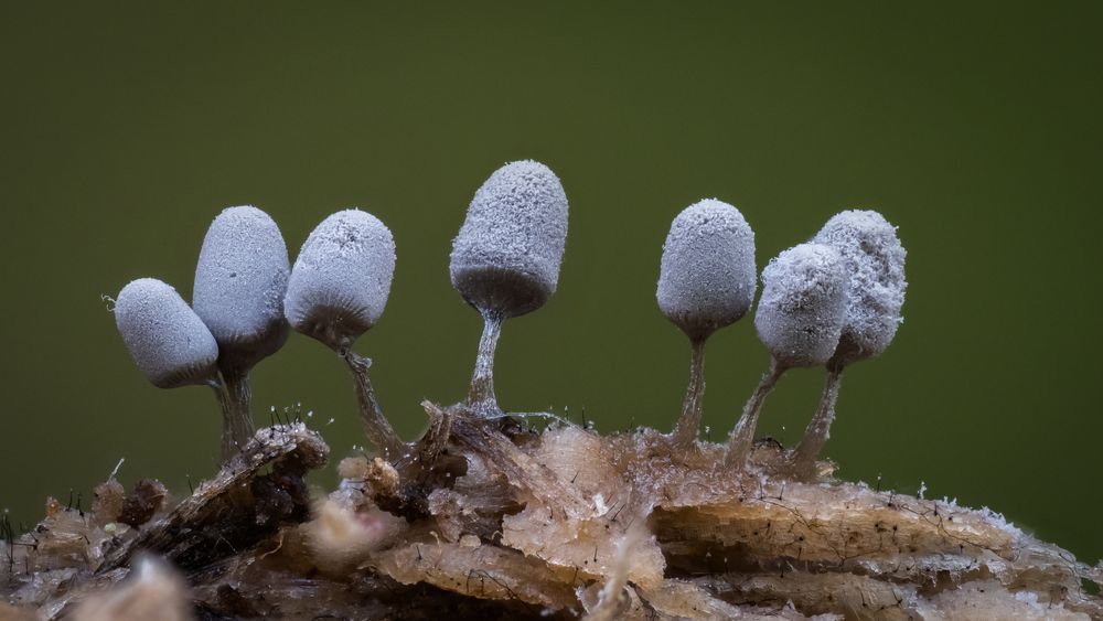 Arcyria cinerea Foto & Bild | spezial, natur, herbst Bilder auf ...