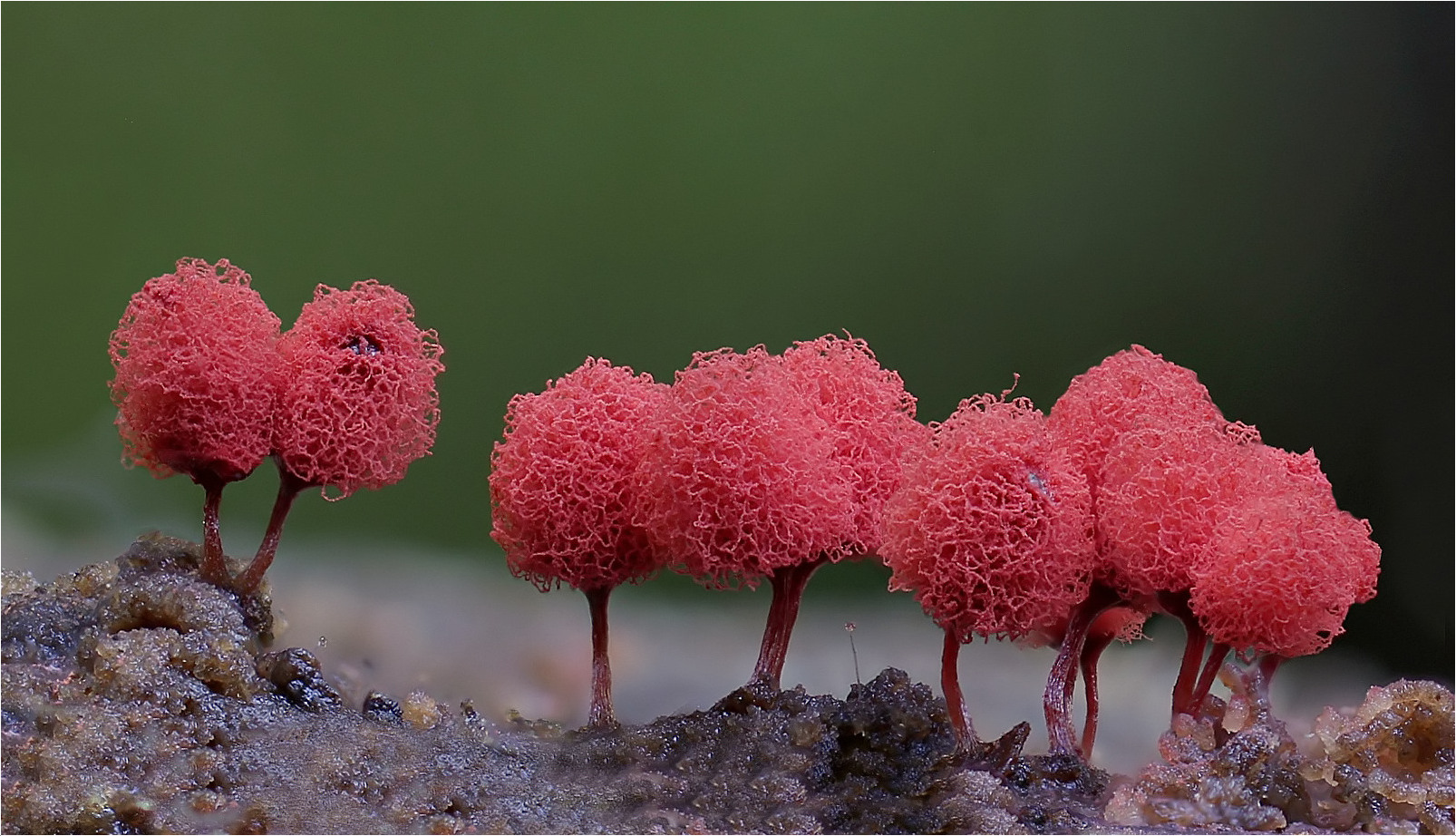 Arcyria denudata Foto & Bild | myxomyceten, makro, natur Bilder auf ...
