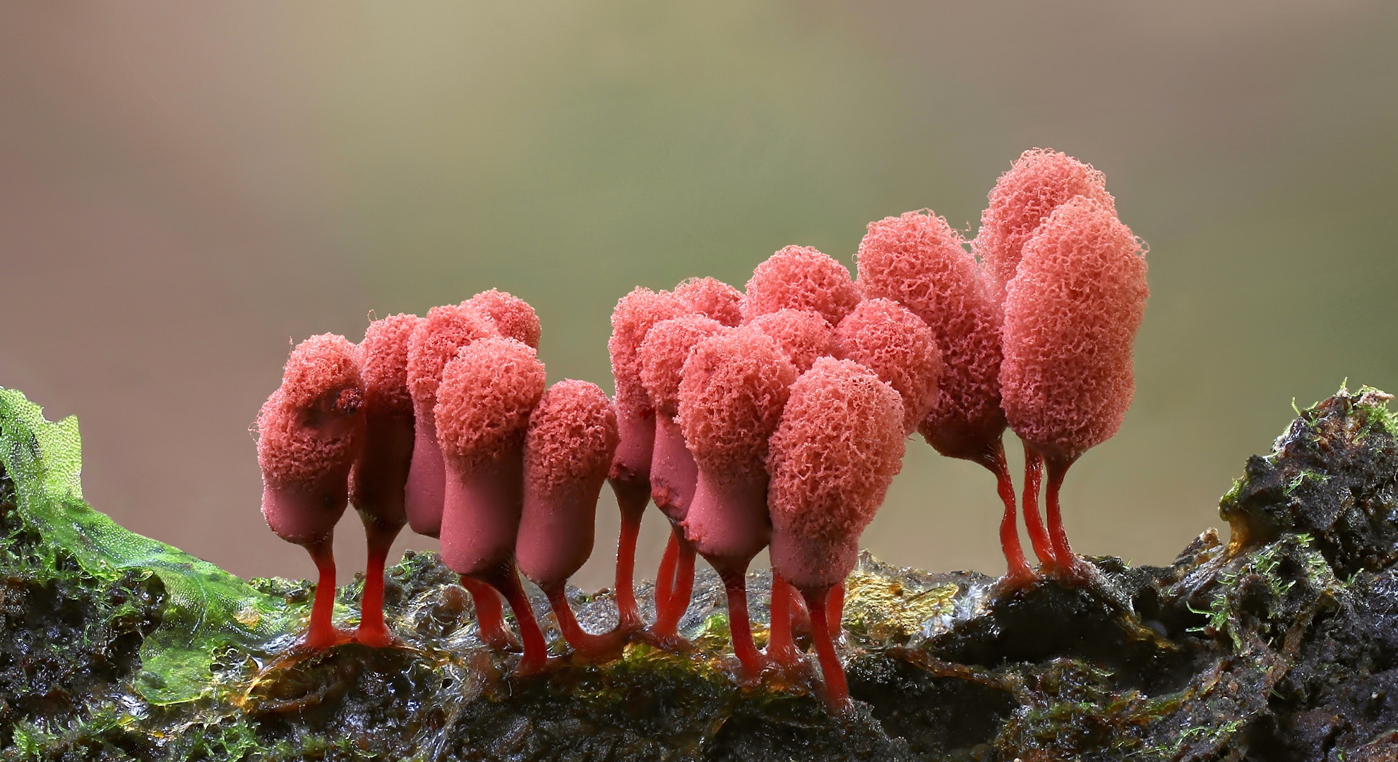 Help ID Mysterious white growth? : r/terrariums