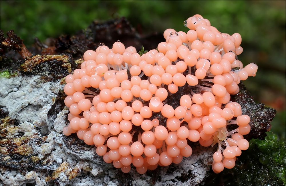 arcyria ferruginea Foto & Bild | makro, natur, pilz Bilder auf ...