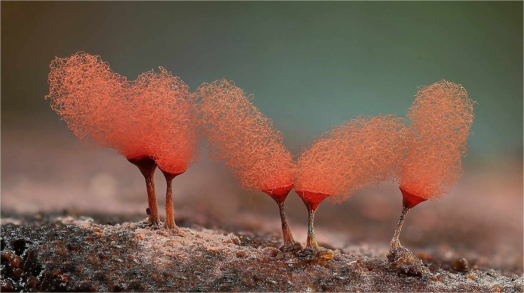 Arcyria incarnata. Foto & Bild | myxomyceten, makro, natur Bilder auf ...
