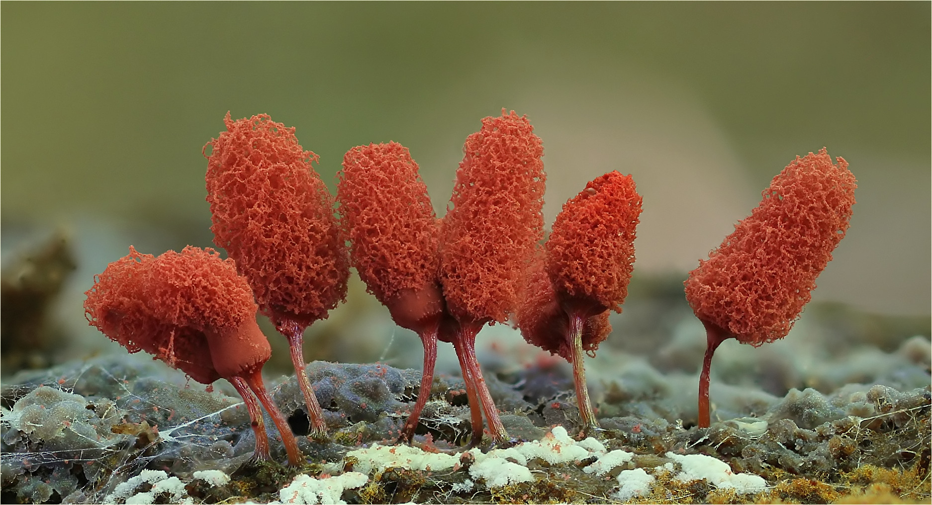Arcyria incarnata Foto & Bild | myxomyceten, makro, natur Bilder auf ...