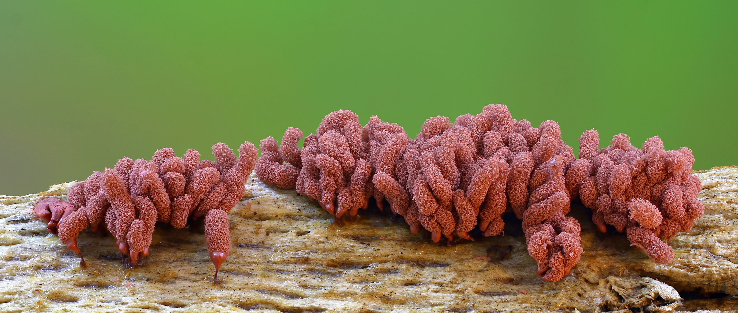 Arcyria stipata Foto & Bild | makro, natur, herbst Bilder auf fotocommunity