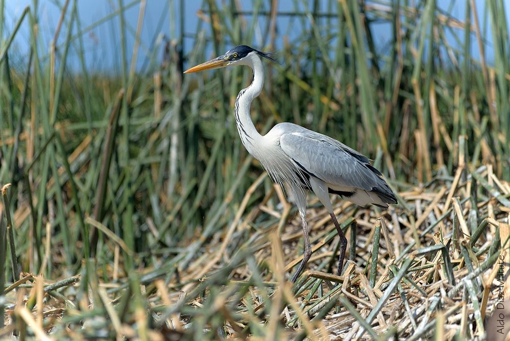 Ardea Cinerea Imagen & Foto | animales, aves, albufera medio mundo ...