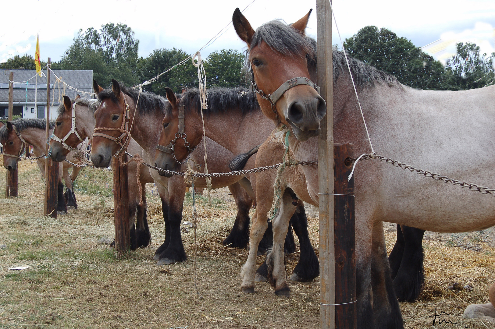 ardennais en foire1 photo et image | animaux, animaux domestiques, les ...