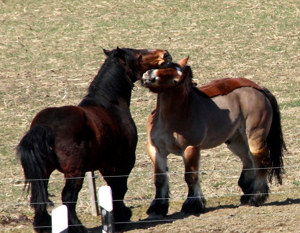 Ardenner...... Foto & Bild | tiere, haustiere, pferde, esel, maultiere ...