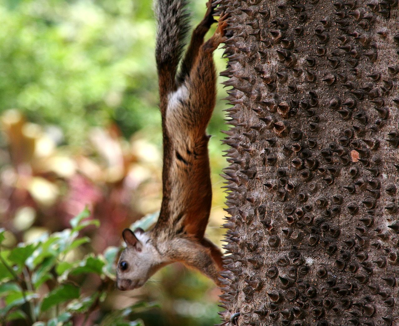 Ardilla en la reserva de las Pumas (Costa Rica). Imagen & Foto ...