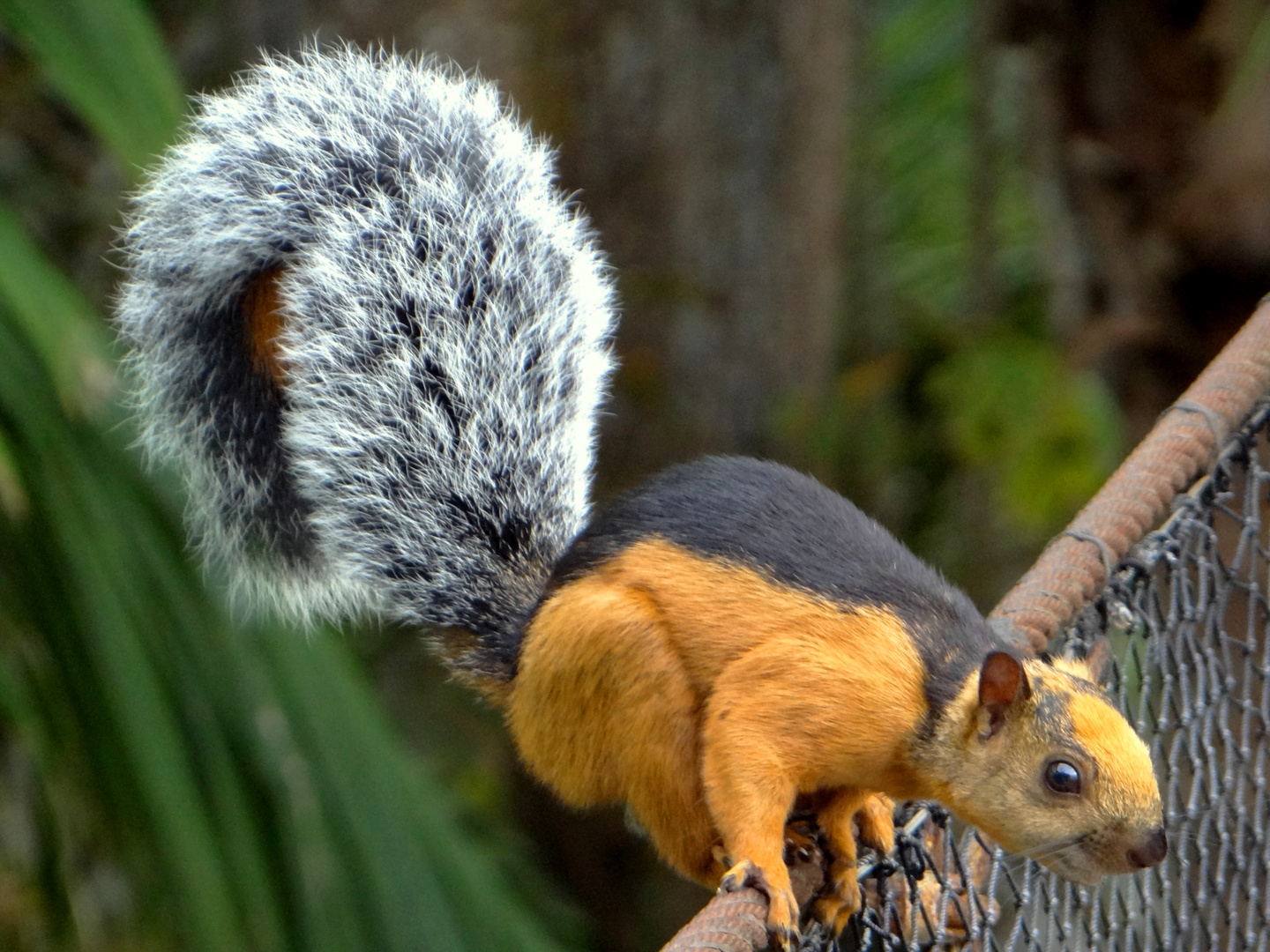 Ardilla Imagen & Foto | animales, animales salvajes, costa rica Fotos ...
