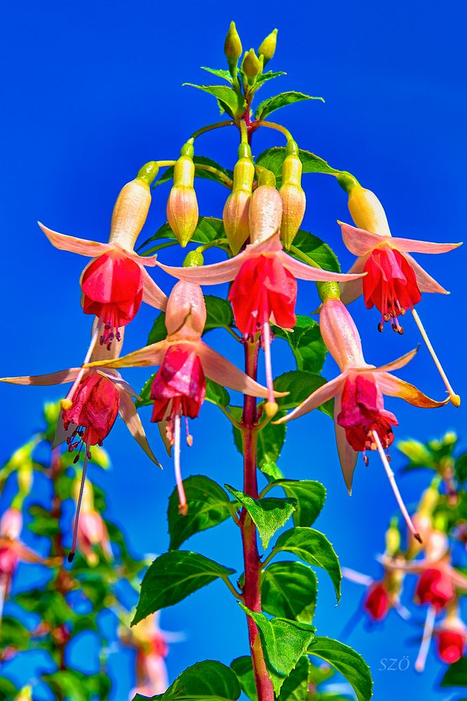 Aretes de la reina Imagen & Foto | plantas, flores, naturaleza Fotos de ...