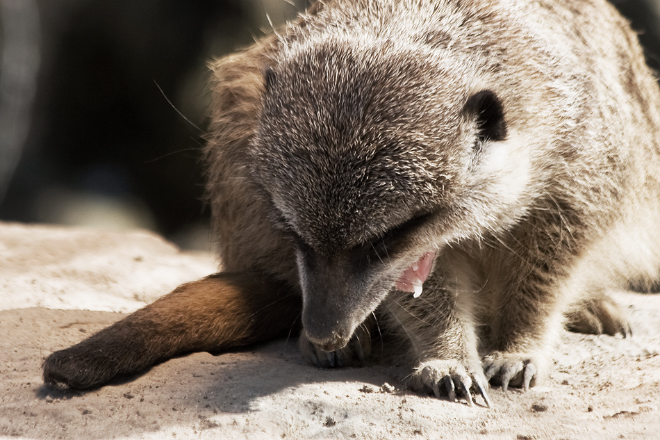 arghhh - schon wieder Montag Foto & Bild | tiere, zoo, wildpark ...