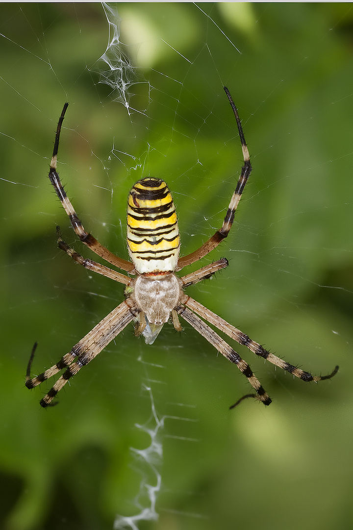 Argiope Foto % Immagini| macro e close up, altre macro, macro Foto su ...