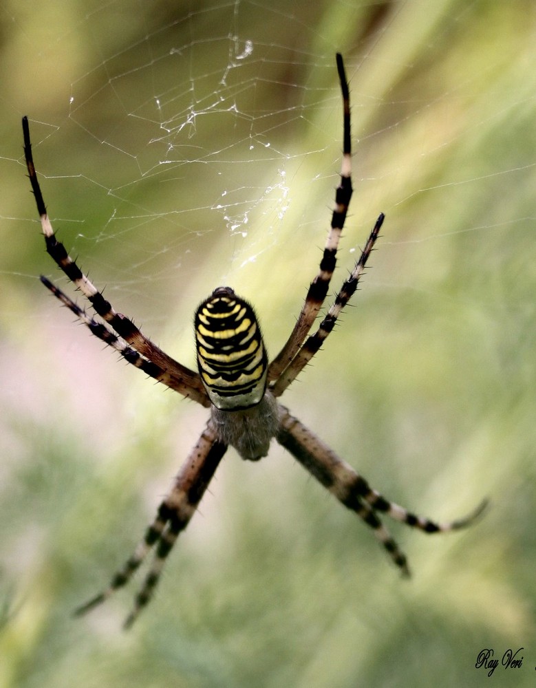 Argiope bruennichi 1 photo et image | macro nature, macro divers ...