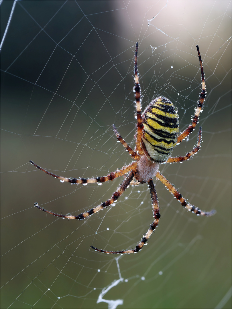 Argiope bruennichi Foto & Bild | outdoor, makro, natur Bilder auf ...