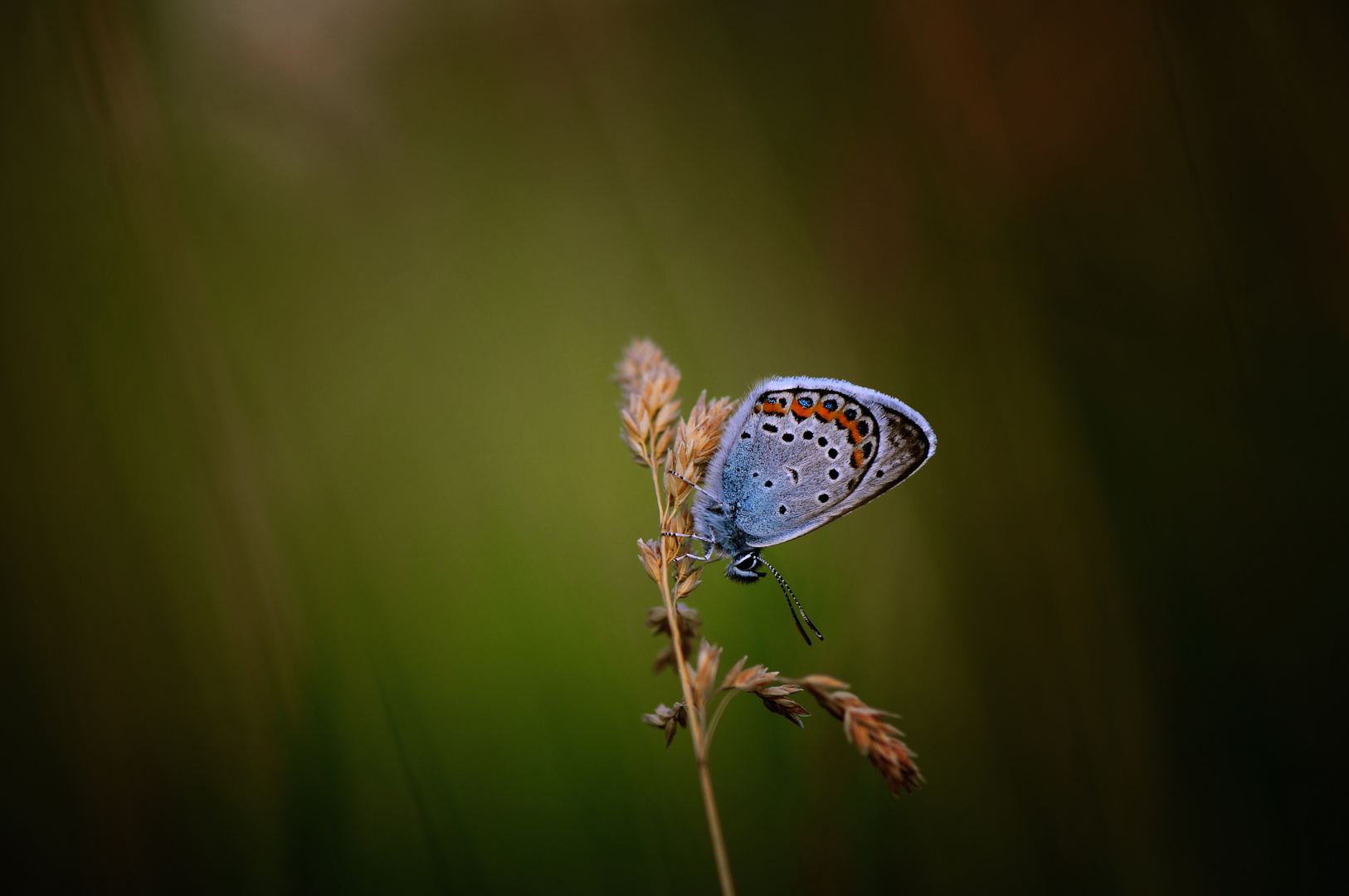 Argus Foto & Bild | natur-makros, natur-kreativ, aufnahmetechniken ...