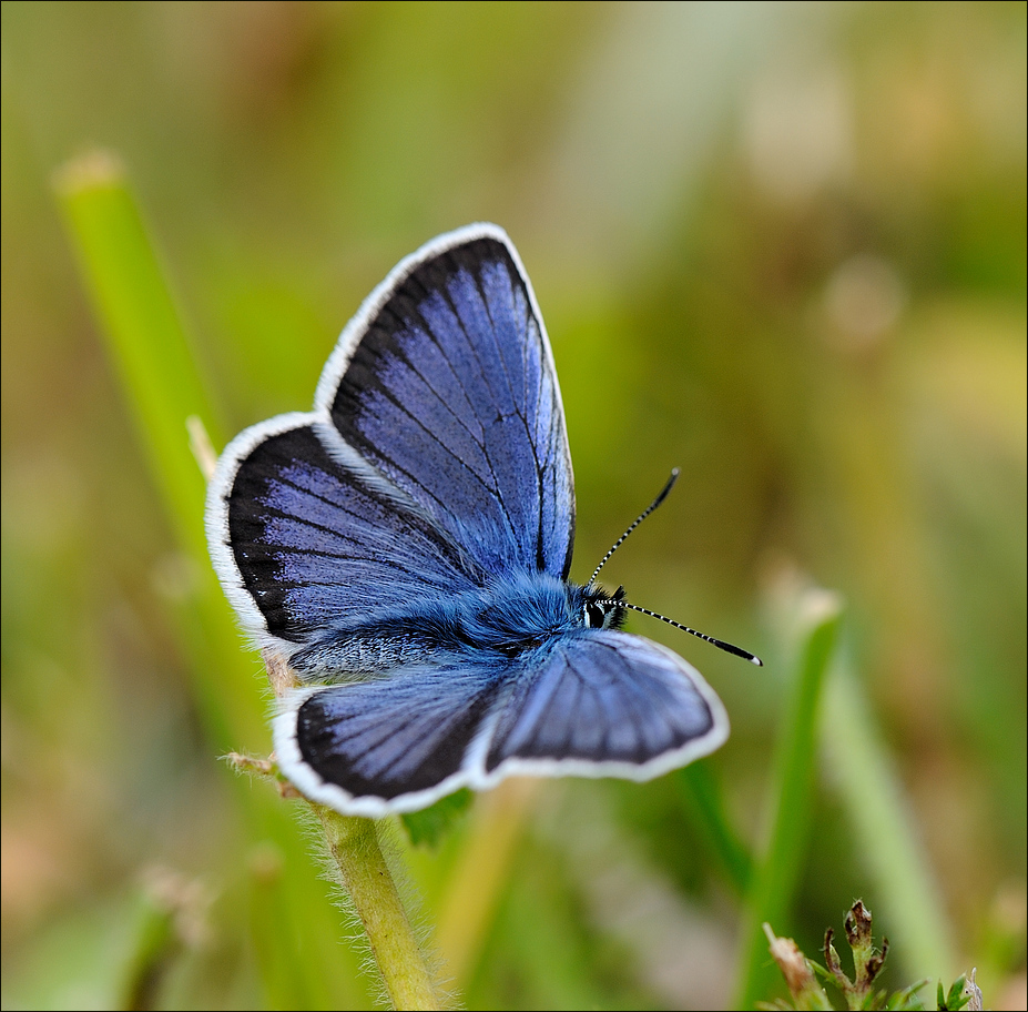 - argus - Foto & Bild | natur, insekten, tiere Bilder auf fotocommunity