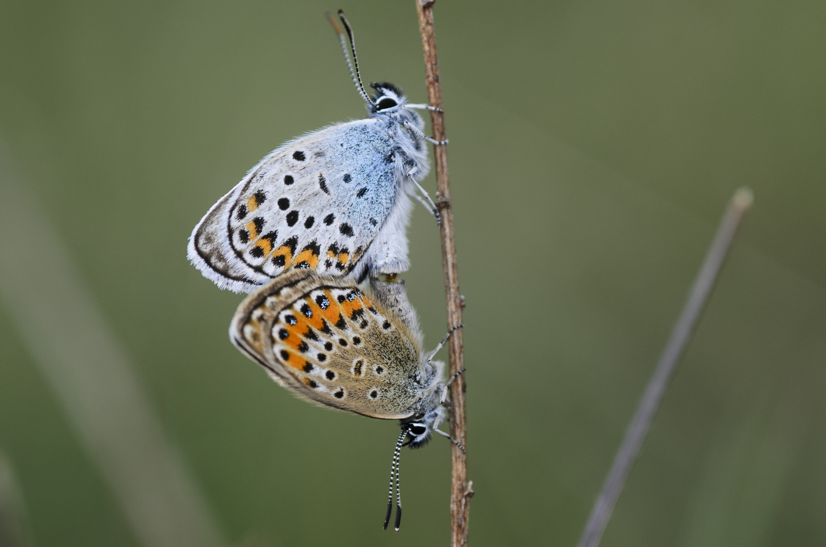 Argus-Bläuling (Plebeius argus) Foto & Bild | tiere, wildlife ...