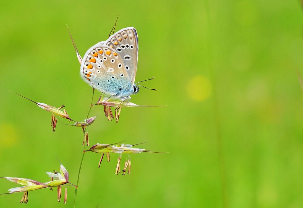 argus photo et image | nature, macro Images fotocommunity
