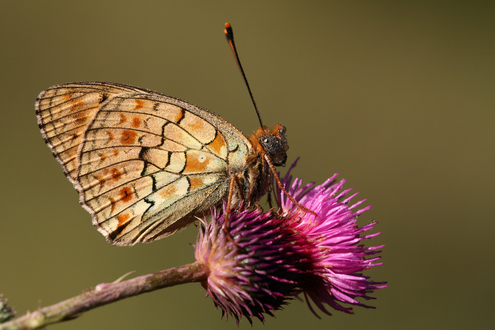 Argynnis niobe, Niobe fritillary Foto & Bild | tiere, wildlife ...