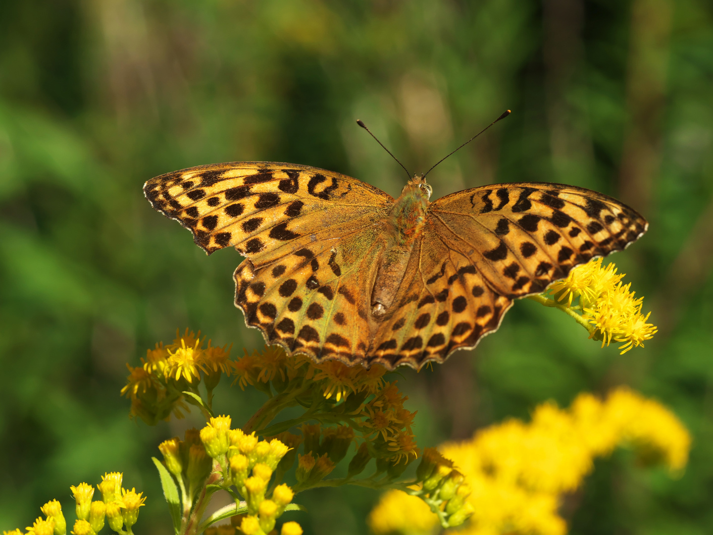 Argynnis paphia Foto & Bild | makro, natur, schmetterling Bilder auf ...