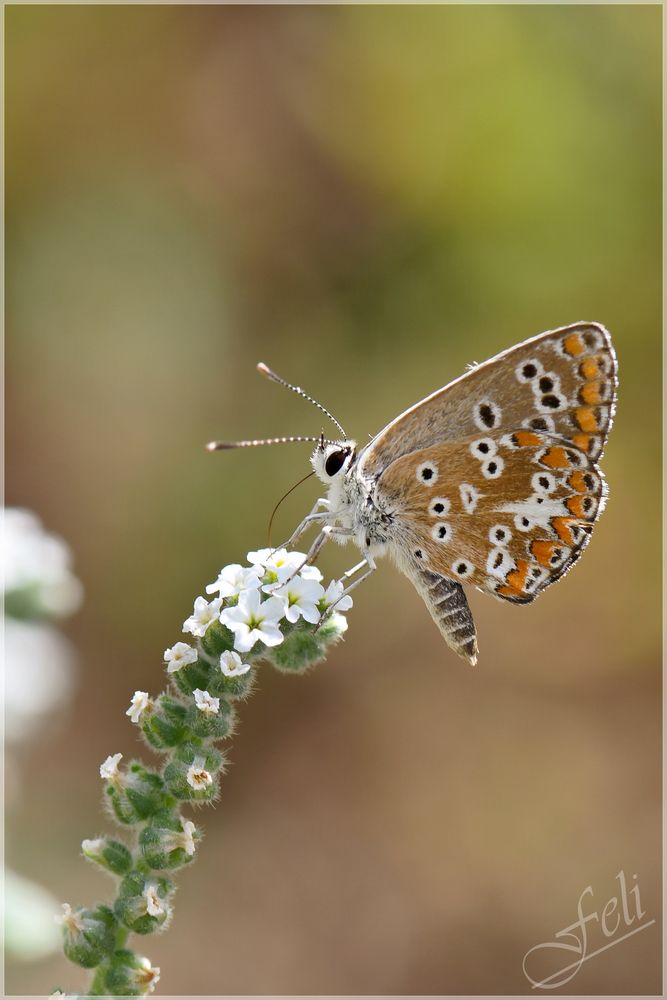 Aricia cramera Imagen & Foto | macrofotografía, nikon, macro Fotos de ...