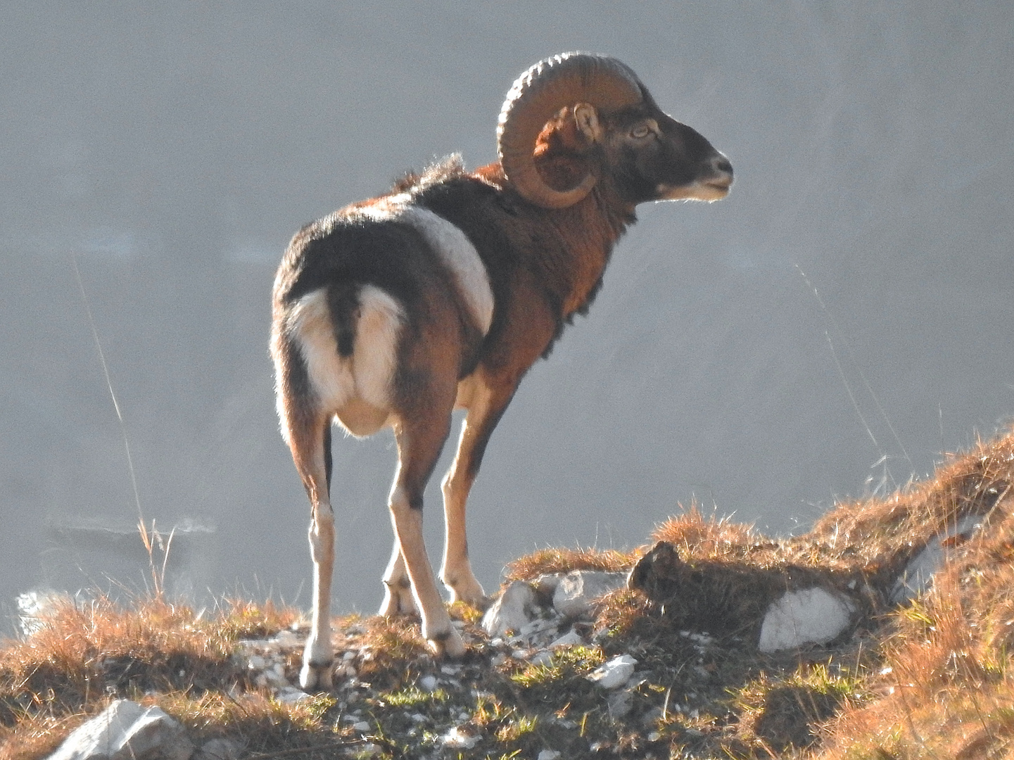 Ariete Foto % Immagini| animali, mammiferi allo stato libero, animali ...