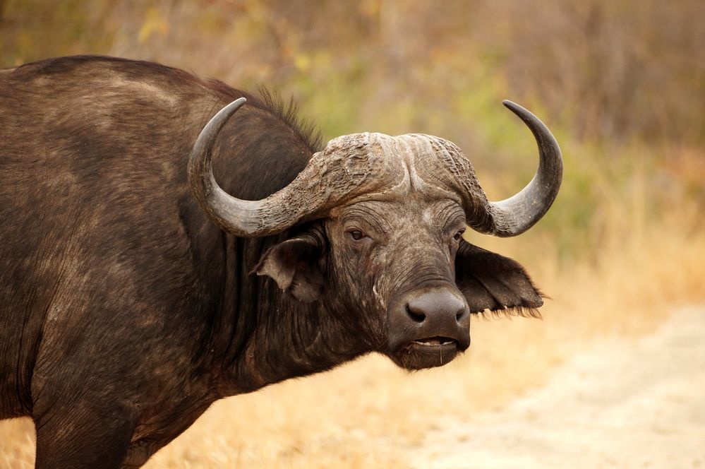 Arikanischer Büffel Foto & Bild | tiere, wildlife, säugetiere Bilder ...