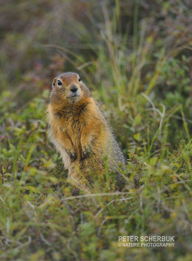 Arktischer Ziesel Foto & Bild | tiere, wildlife, wildlife: sonstige ...