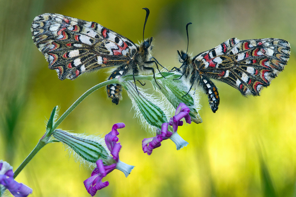 Arlequines Imagen & Foto | fotógrafos del mes, 2021, 08-antonio toscano ...