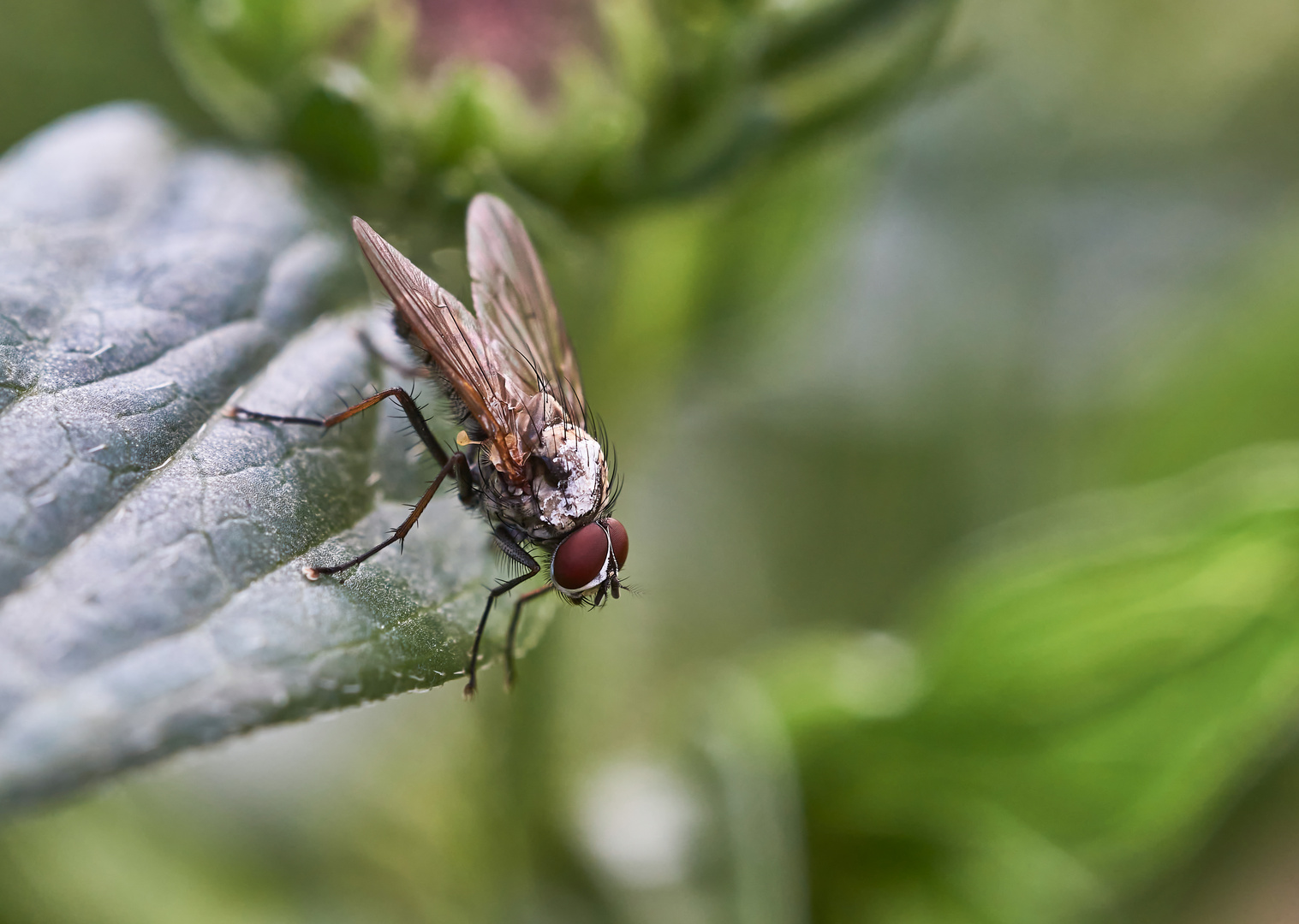 Arme, kranke Fliege Foto & Bild | natur, fliegen, insekten Bilder auf ...