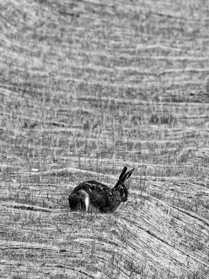Armer Hase Foto & Bild | tiere, wildlife, säugetiere Bilder auf ...
