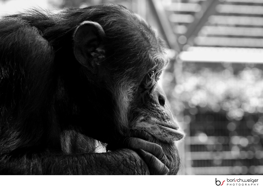 *Armer Kerl* Foto & Bild | tiere, zoo, wildpark & falknerei, säugetiere ...