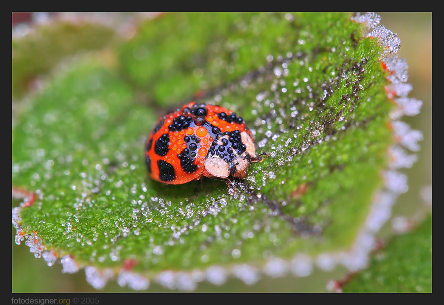 « Armer Kerl » Foto & Bild | archiv projekte naturchannel ...