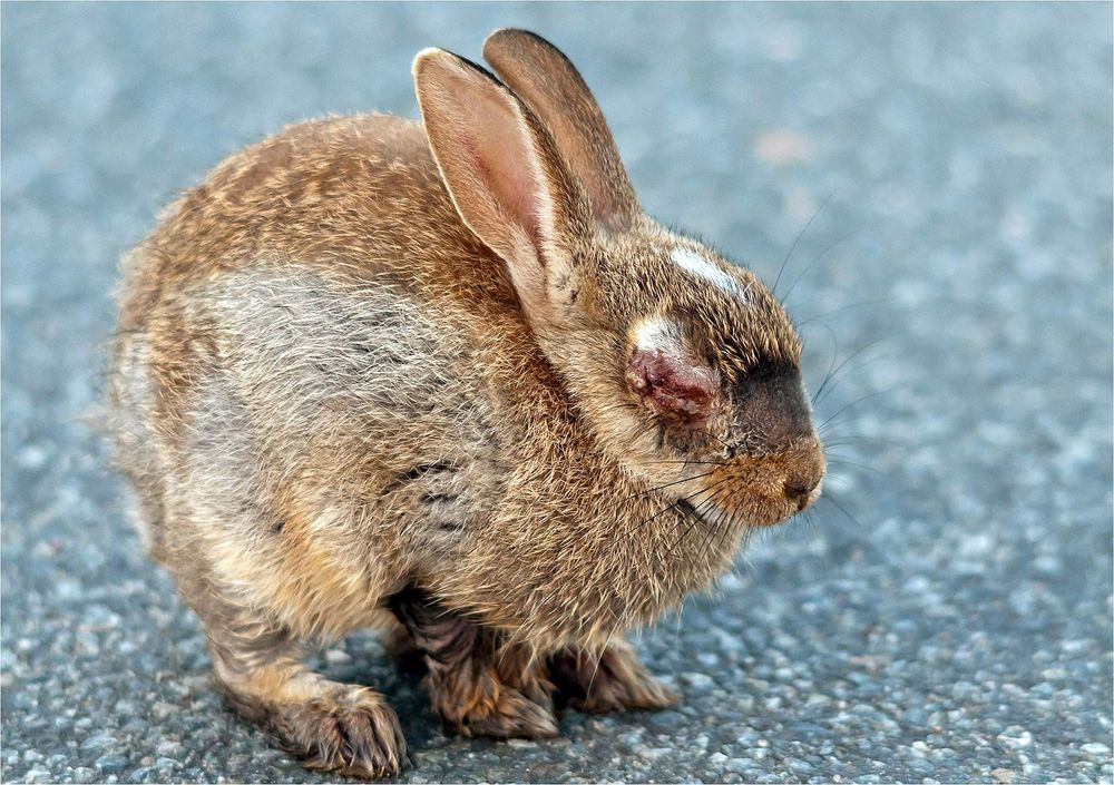 ..armes Häschen, Foto & Bild | tiere, wildlife, säugetiere Bilder auf ...