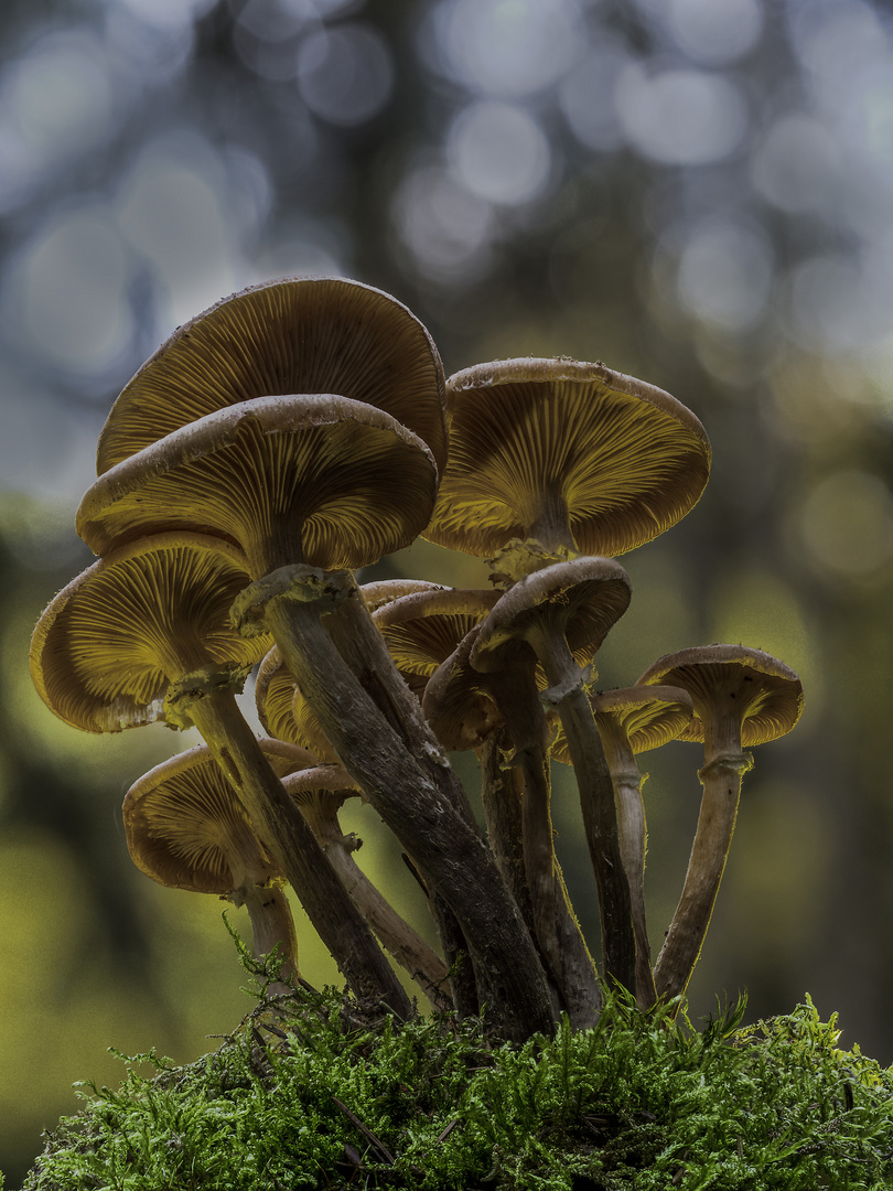 ~Armillaria~ Foto & Bild | pflanzen, pilze & flechten, natur-makros ...
