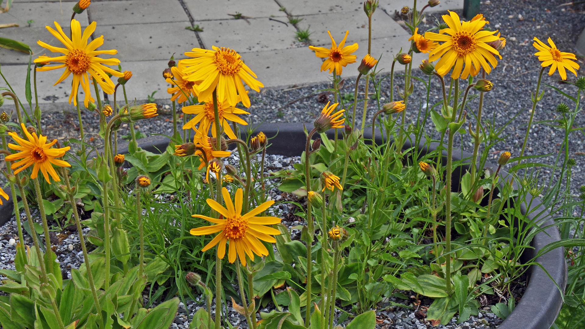 Arnika gibt es bei entsprechendem Boden auch im Flachland... Foto ...